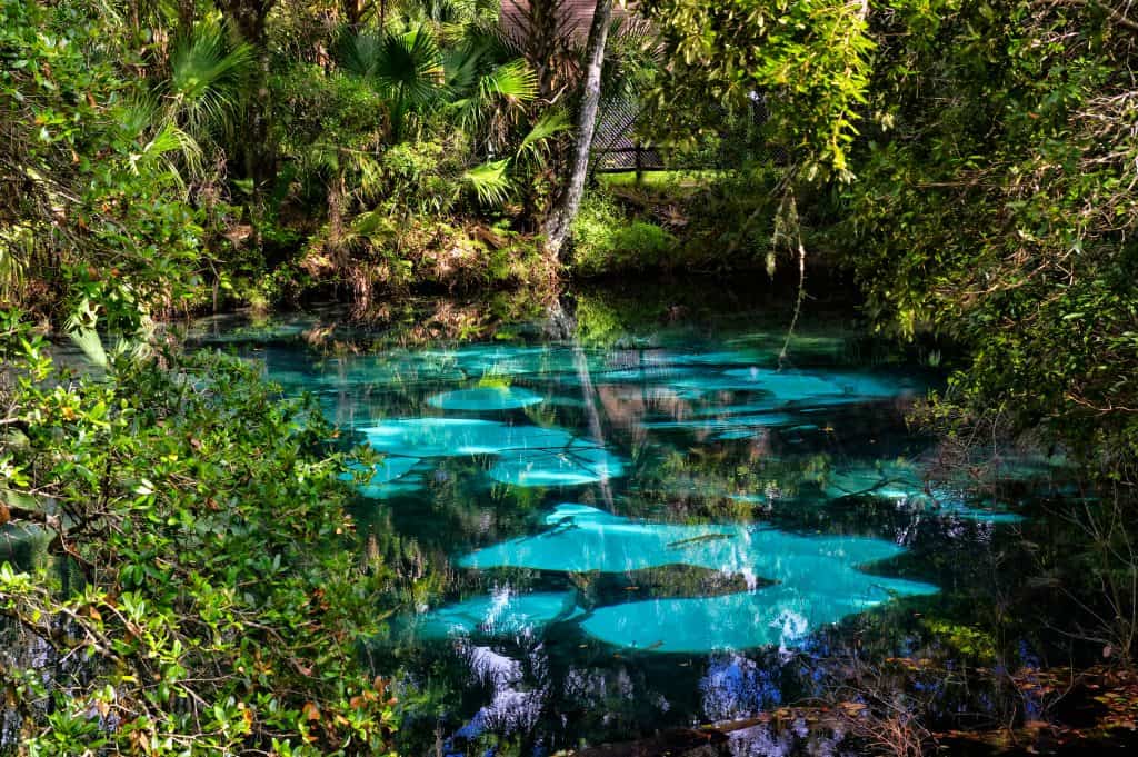 10 Natural Springs Near Tampa You Must Visit - Florida Trippers